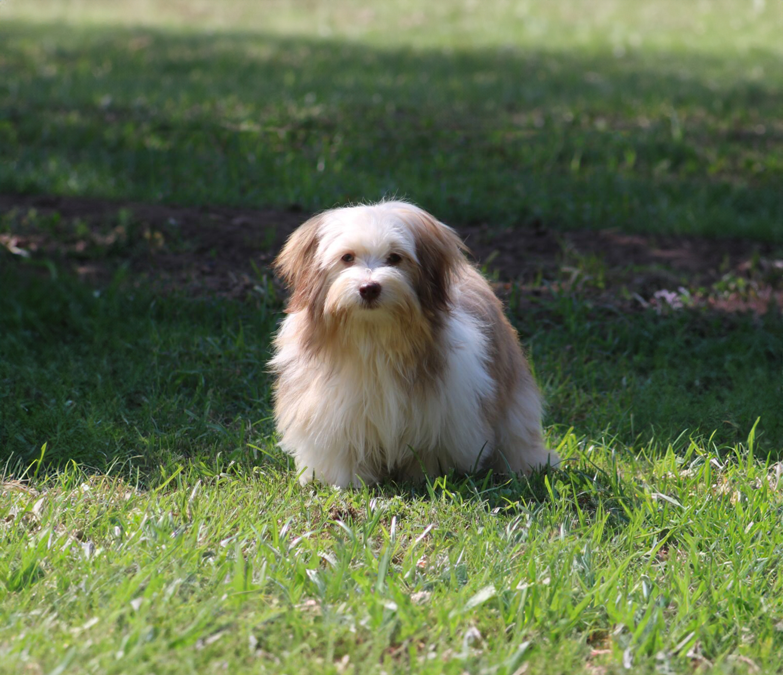 Havanese Puppies for Sale - Hippie Havanese